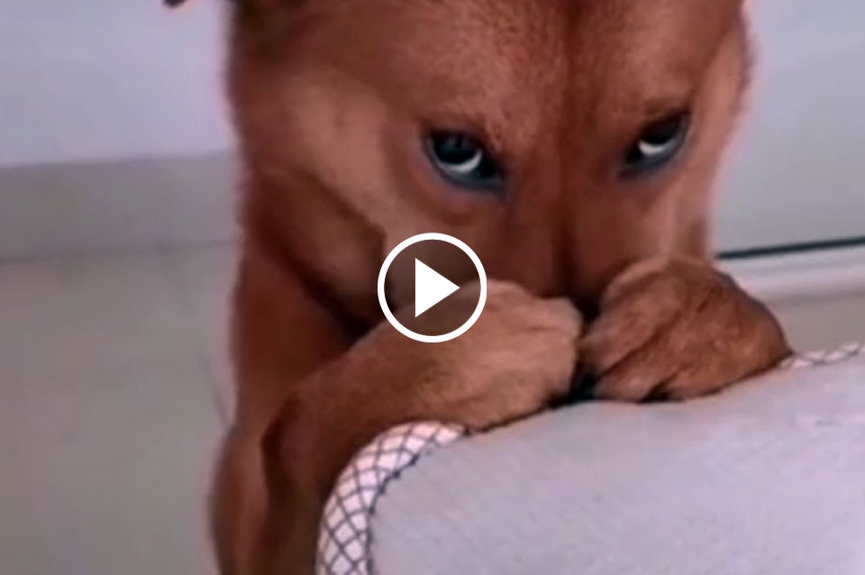 Viral: la imperdible reacción de un perro al ser regañado por su dueño