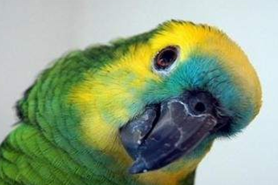 Video: Ricky, el pequeño loro que es tendencia en TikTok